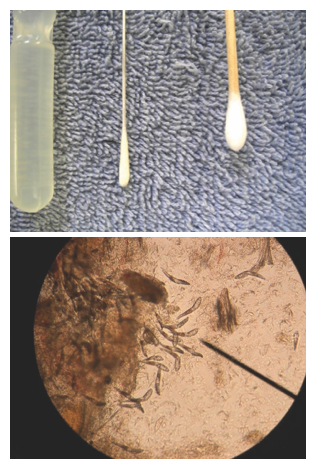 What Is The Best Antibiotic For Pyoderma In Dogs