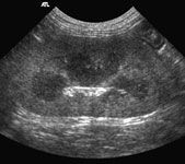 Diagnostic Imaging: Ultrasound of cats with chronic renal disease not ...