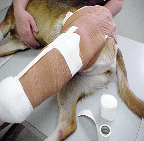Splint application: Step 4 | dvm360