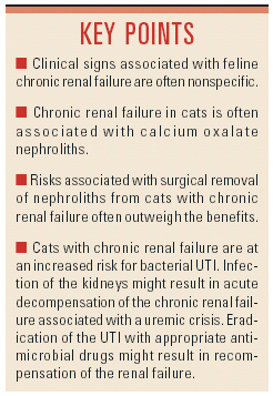 Nephroliths and bacterial UTI in a cat with chronic renal failure