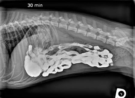 Skills Laboratory: How to perform a positive contrast gastrointestinal ...
