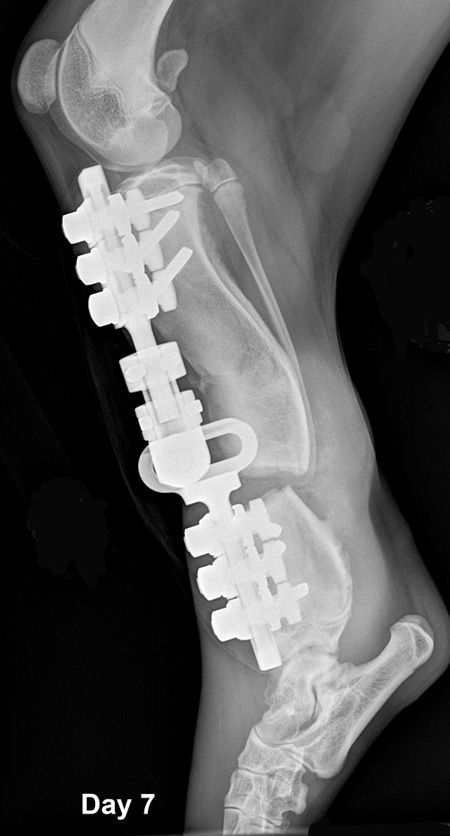 Photo gallery: Novel veterinary surgical technique helps lengthen dog's leg