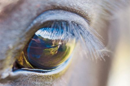 Treating glaucoma in your equine veterinary patients