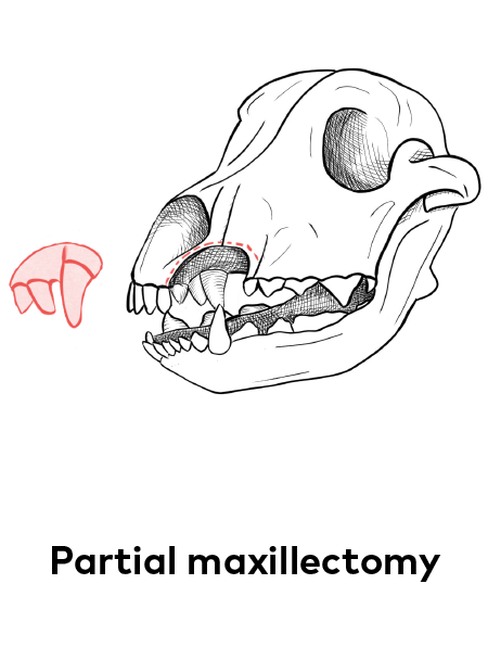 The ABCs of veterinary dentistry: O is for oral masses of the malignant ...
