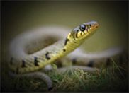 A Better Understanding of Inclusion Body Disease in Boas and Pythons
