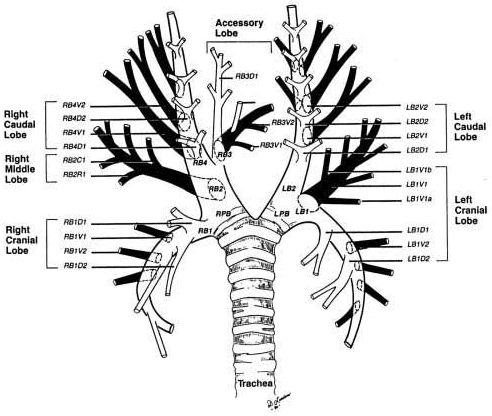 Pulmonary sampling (Proceedings)
