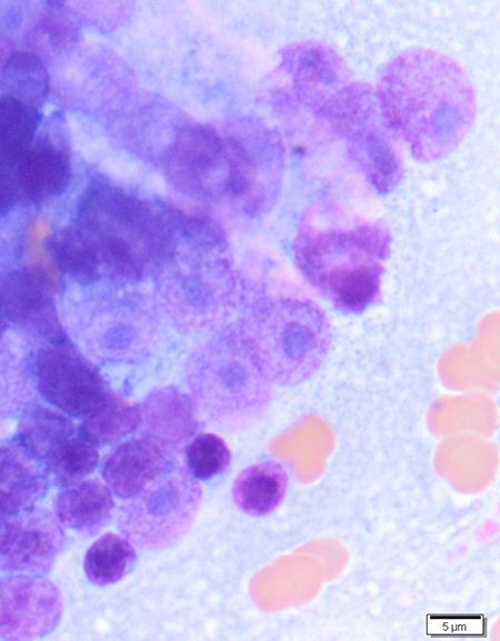 Thymoma in an 11-year-old dog: Clinical pathology perspective