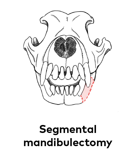 The ABCs of veterinary dentistry: O is for oral masses of the malignant ...