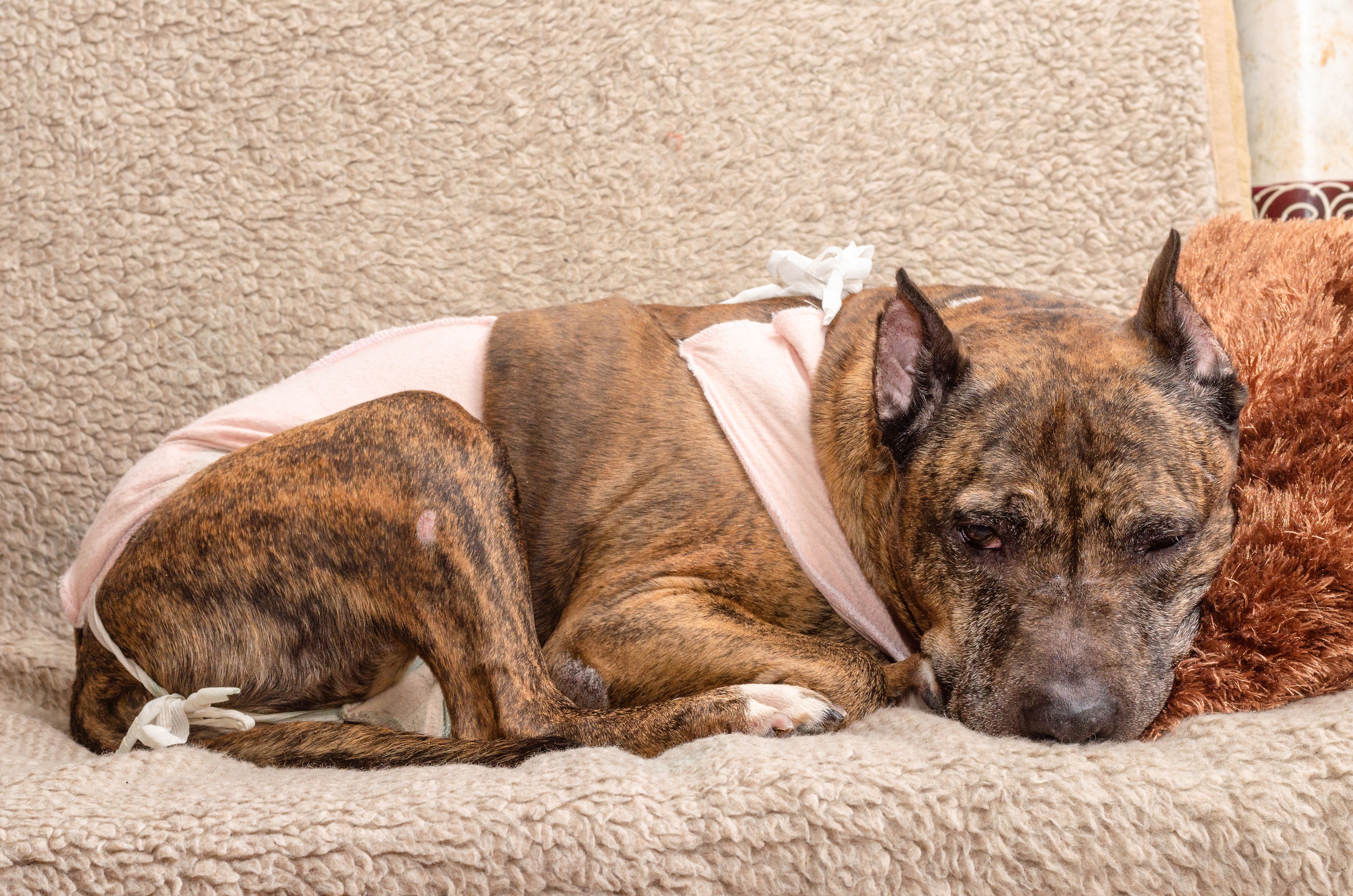 FDA notifies veterinarians of animal burn risk linked to human medical ...