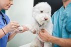 Evaluation of Imepitoin + Phenobarbital Therapy in Dogs with Refractory ...