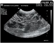 Primary hepatic and biliary tract tumors in dogs and cats: An overview