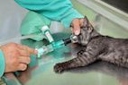 AAFP Releases New Feline Anesthesia Guidelines