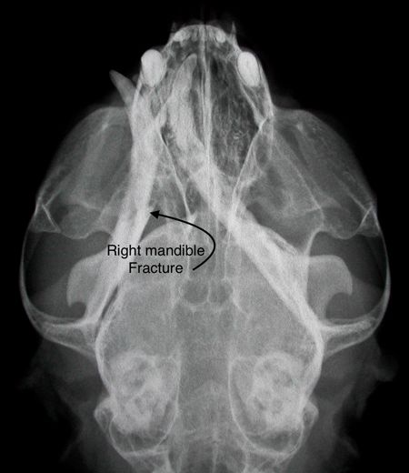 DVM 360