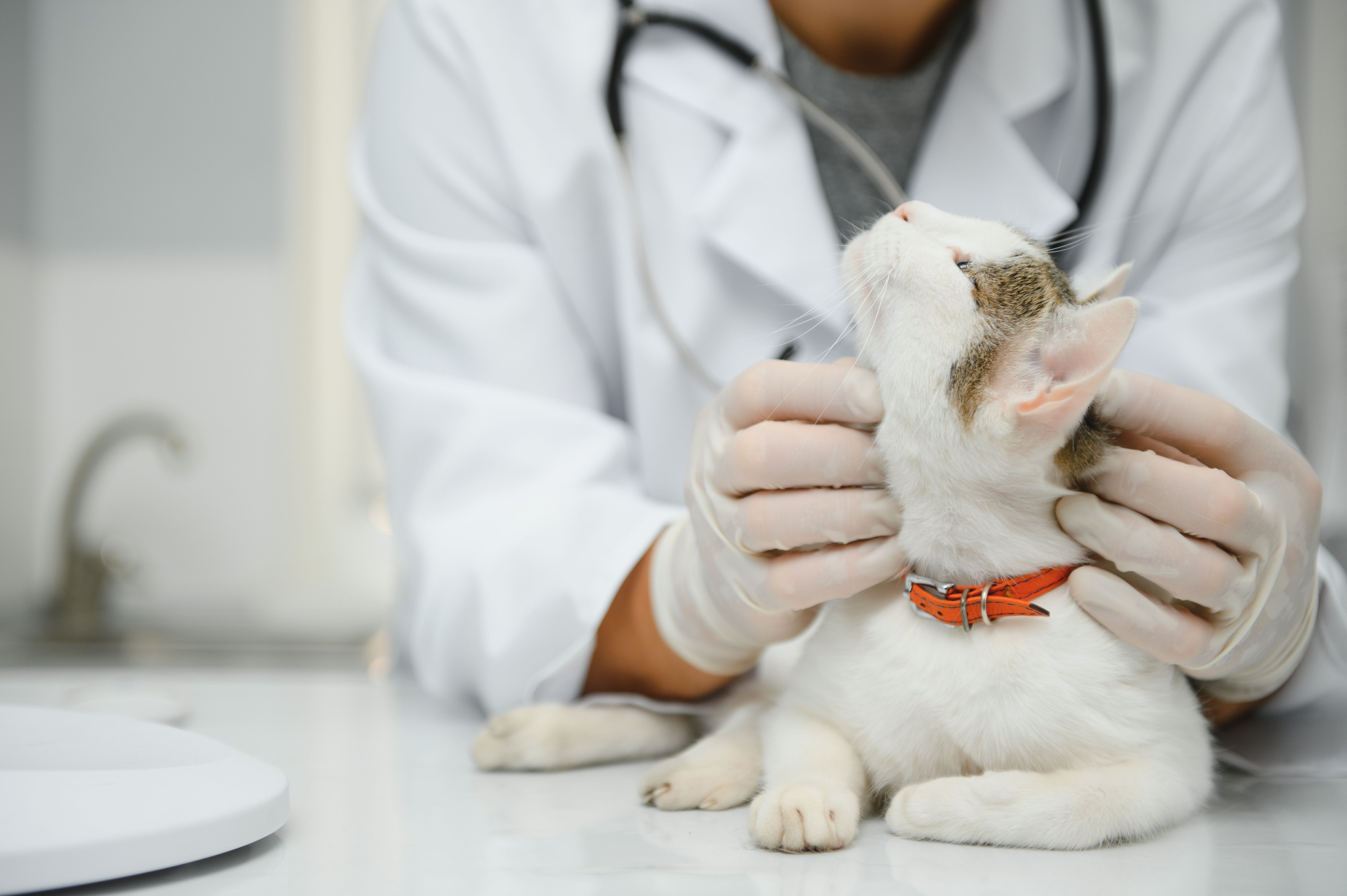 Q&A: Managing anemia, appetite loss, and phosphorus in feline chronic ...