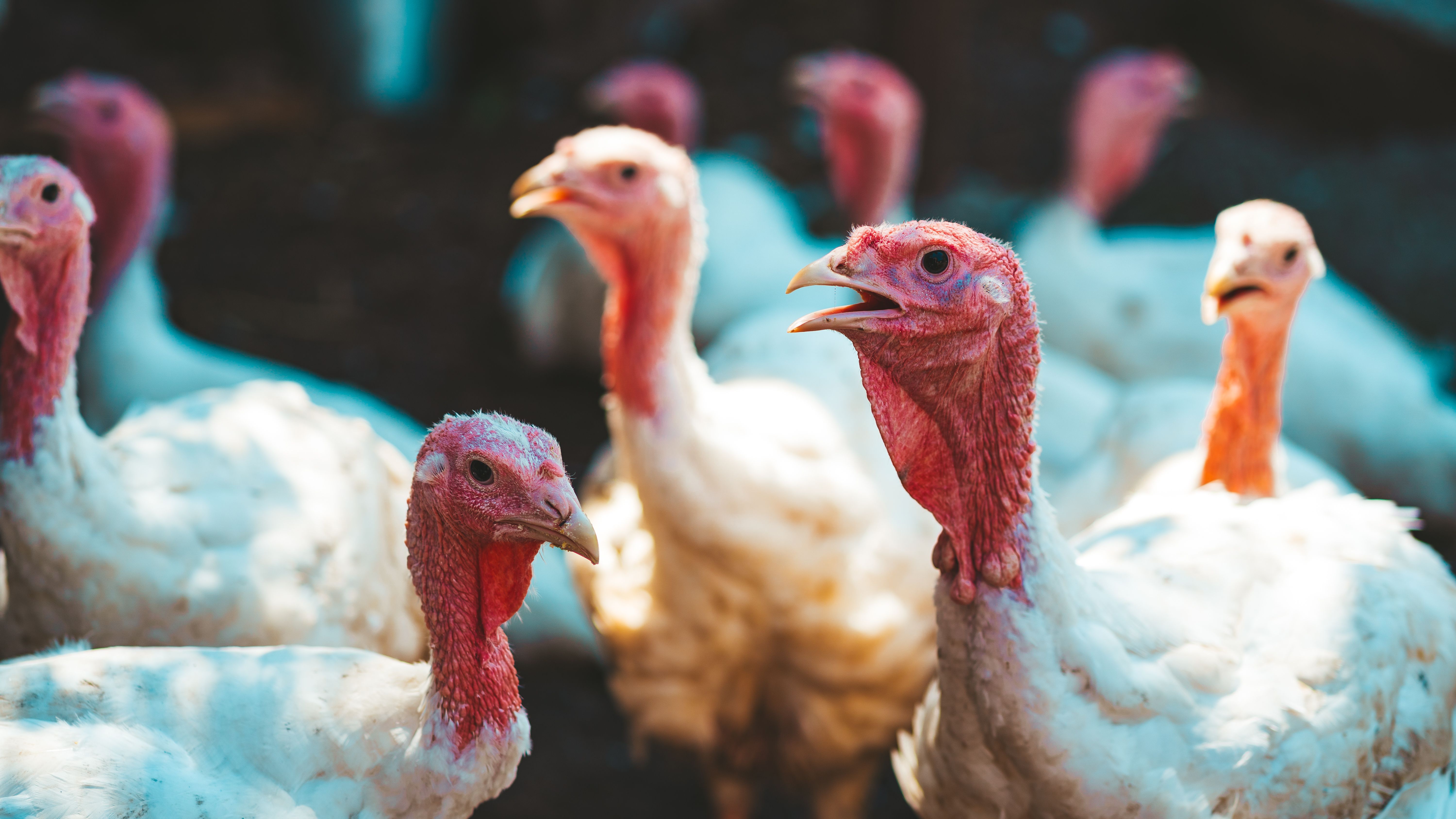 Highly pathogenic avian influenza continues to spread in Pennsylvania ...