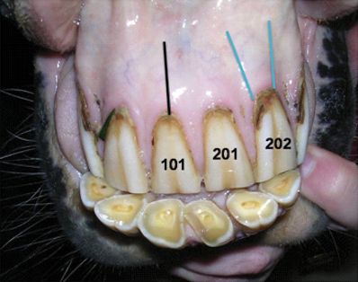 Dental extractions – Beyond wolf teeth (Proceedings)