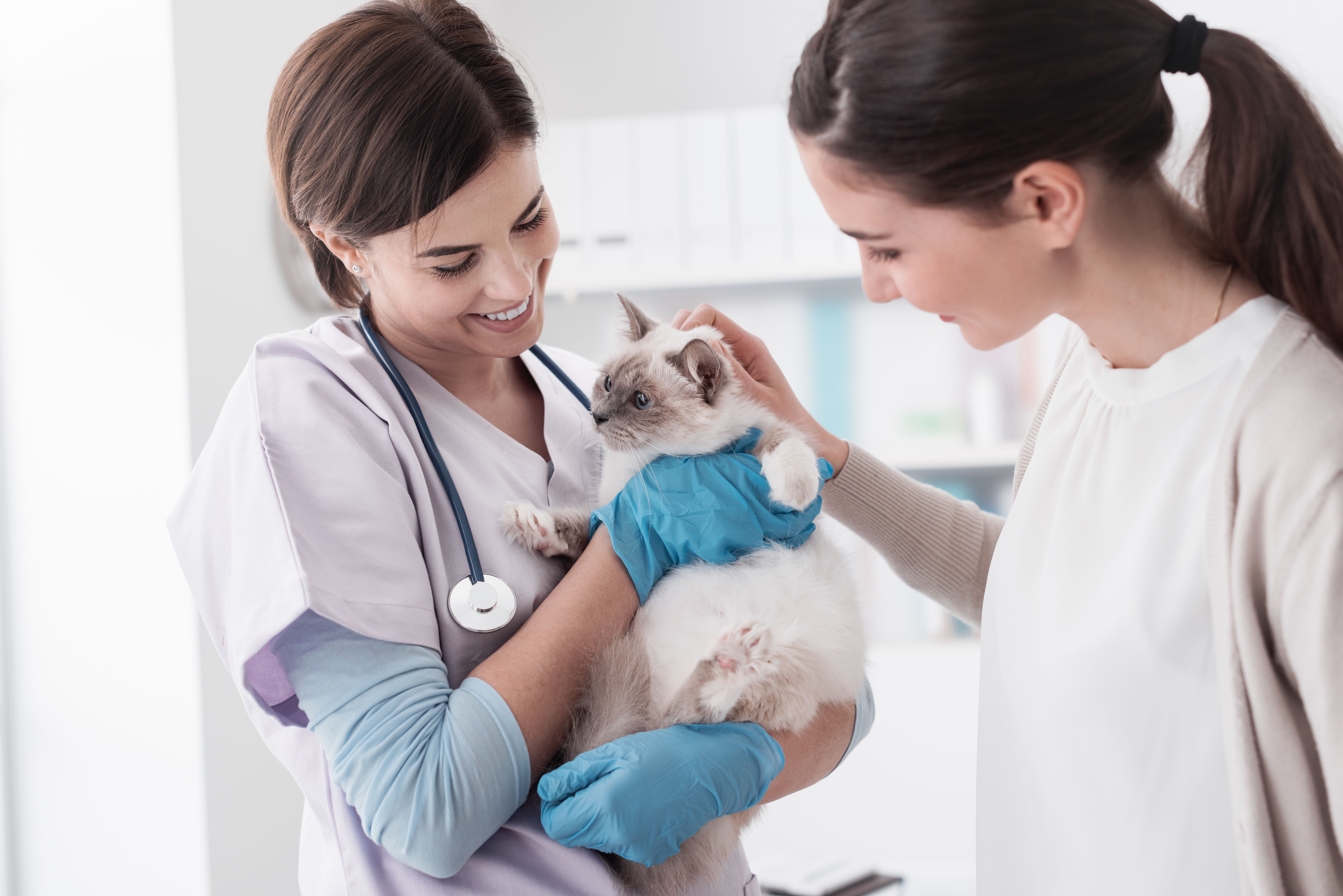 VMX 2020—14 tips for a better feline veterinary appointment
