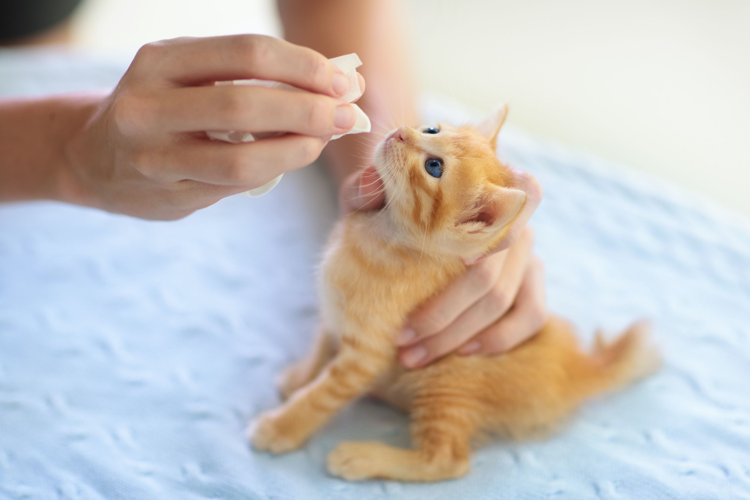Live vaccines in companion animals may pose risk to immunocompromised ...