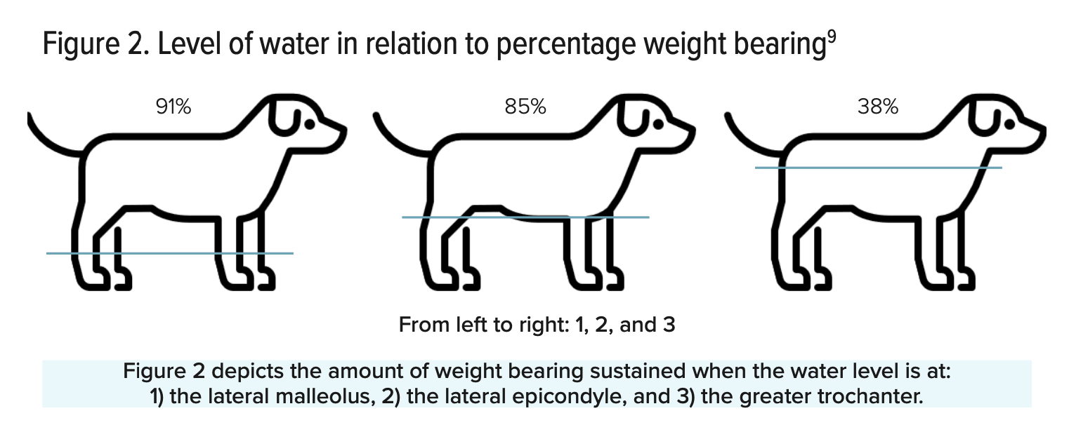 What Percentage Of A Dogs Body Is Water