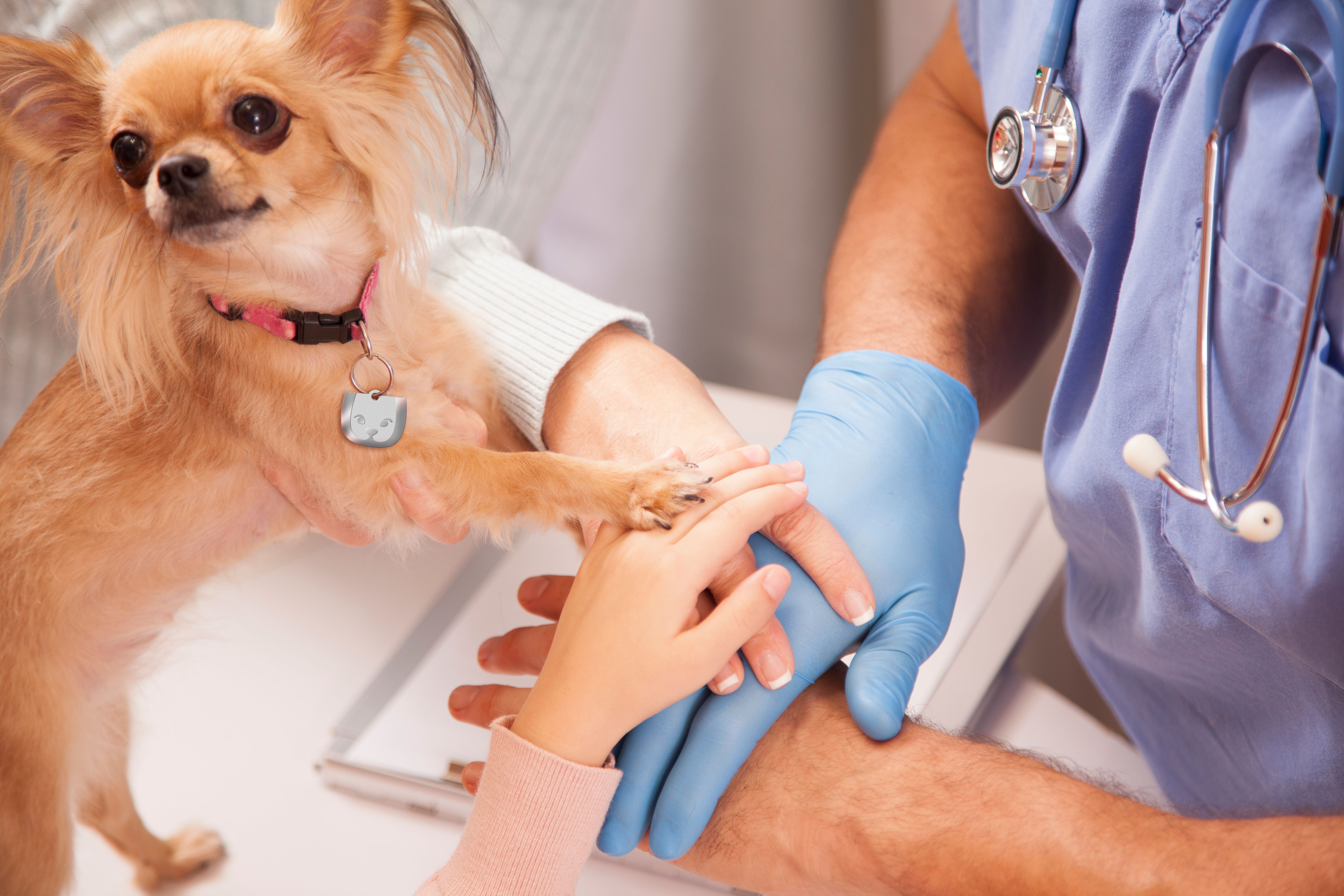 Saving pets’ lives is the real reason for medical insurance for cats ...