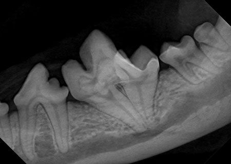 15 steps to a complete veterinary dental exam and treatment procedure