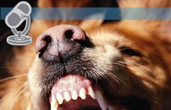 Have You Heard? Aggression begets aggression