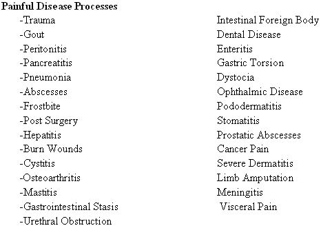 Recognizing and managing pain in small mammals (Proceedings)