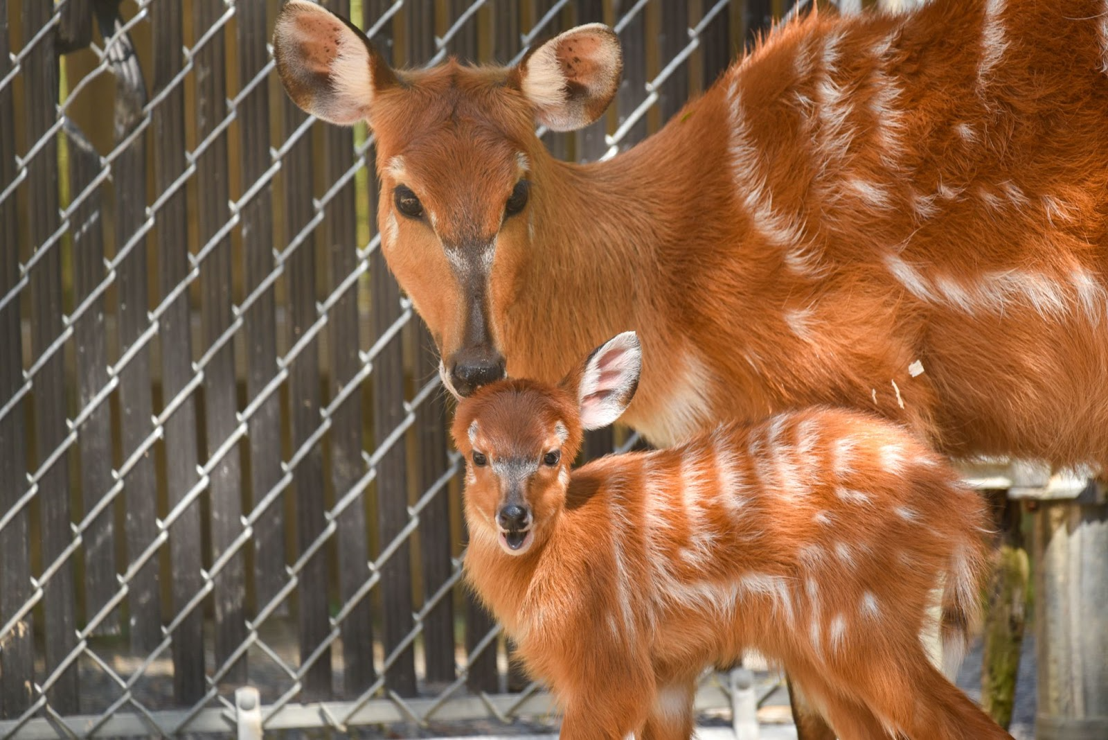 Antelope calf born at Maryland Zoo | dvm360