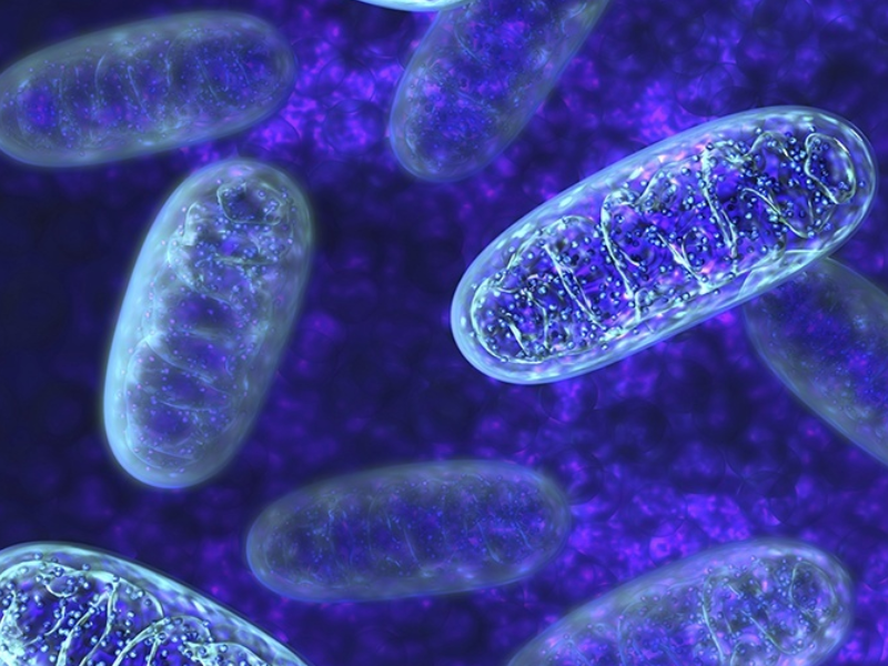 FDA Grants Orphan Drug Designation to KL1333 for Mitochondrial Diseases ...