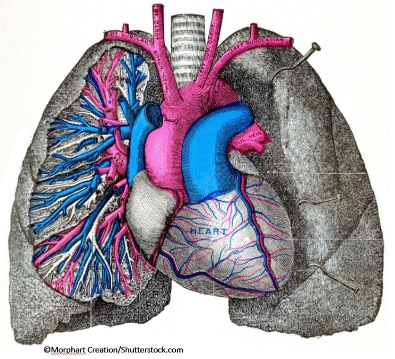 TPIP Boasts Significant Outcome Improvements for PAH in Phase 2b | HCPLive