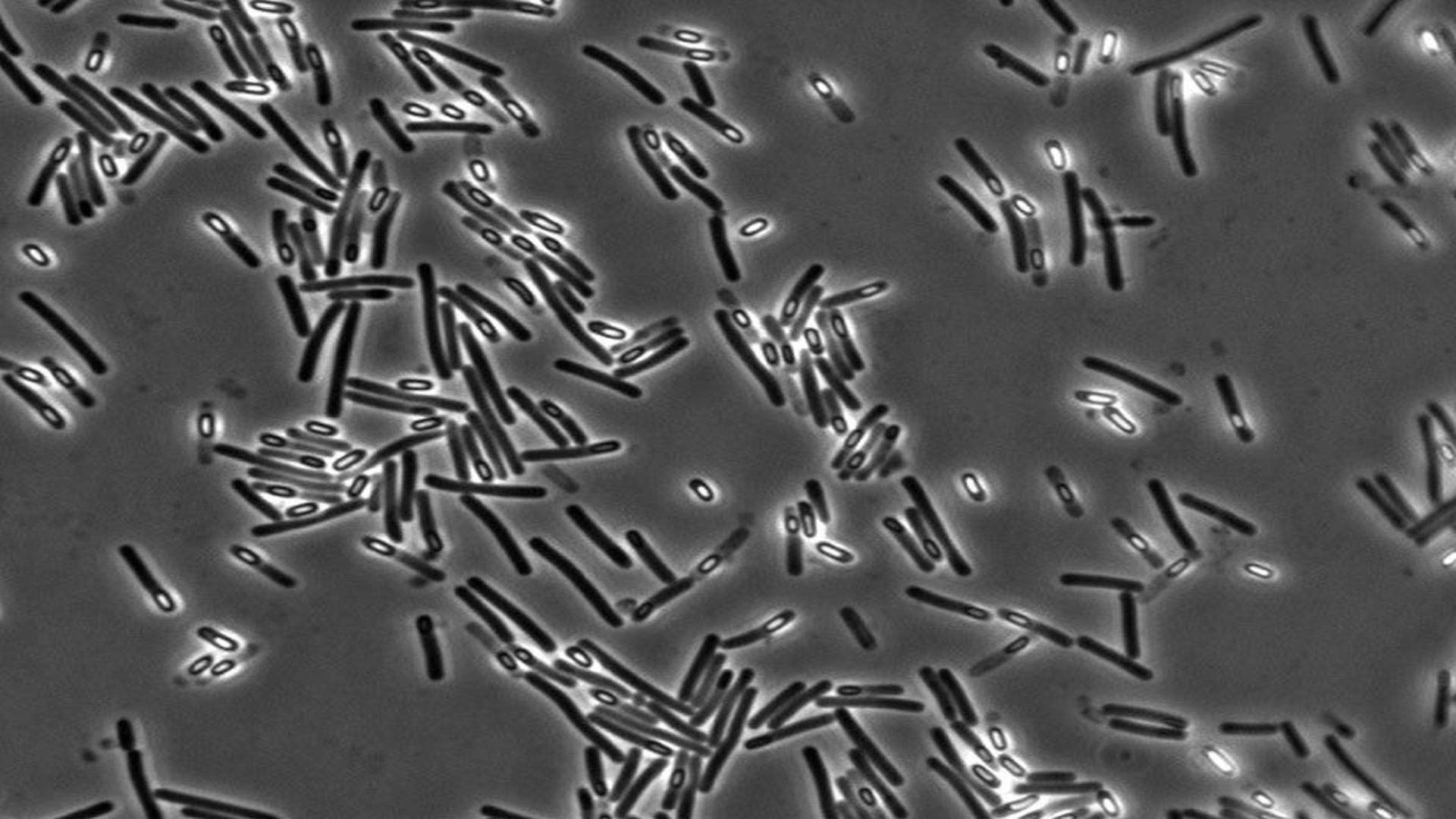 Could Calcium Hold the Key to Fighting a Dangerous Hospital Infection ...