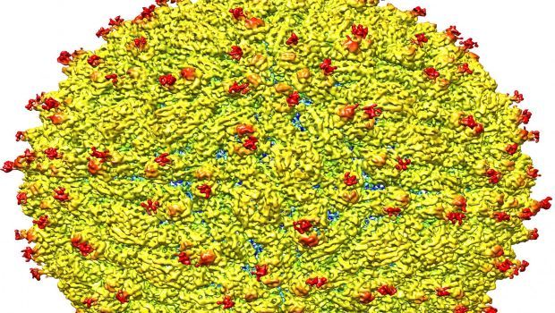 Structure of Zika Virus is Determined | Infection Control Today