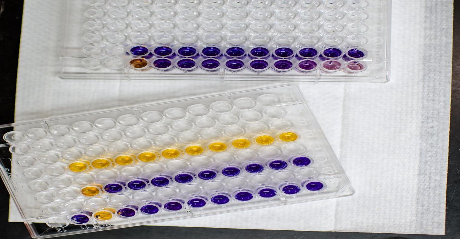 Microgel Powder Fights Infection and Helps Wounds Heal