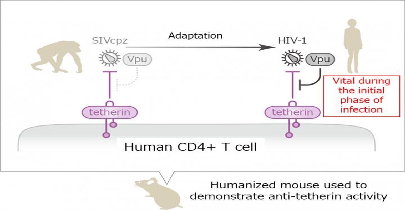 Kyoto University Researchers Investigate HIV Pathway to Humans ...