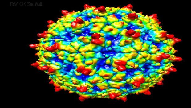 Scientists Solve Structure of Cold Virus Linked to Childhood Asthma ...