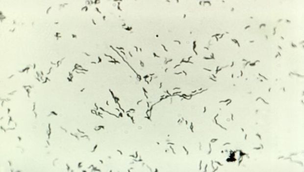 Campylobacter, Salmonella Led Bacterial Foodborne Illnesses in 2016 ...