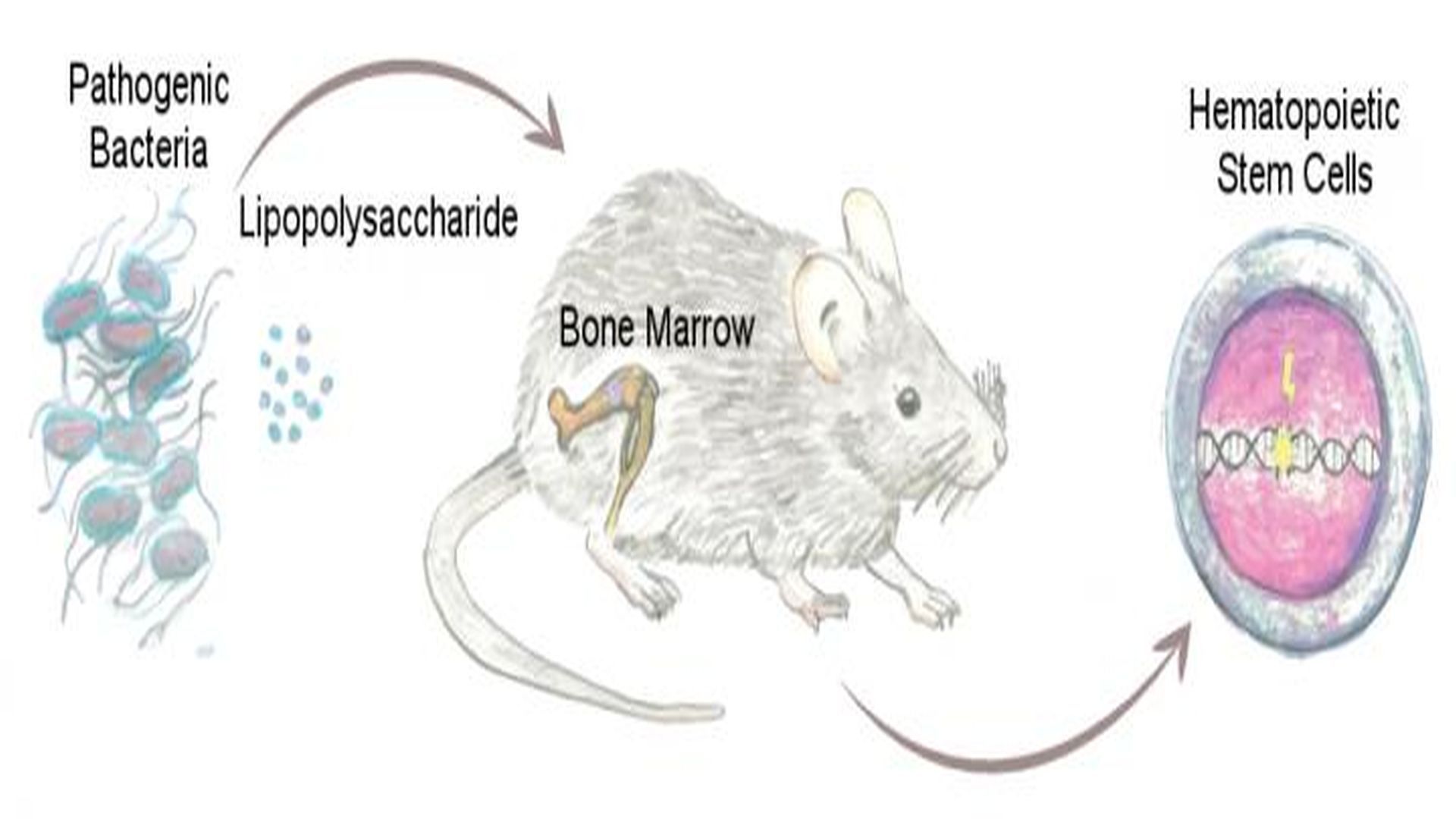 Bacterial Infection Stresses Hematopoietic Stem Cells | Infection ...