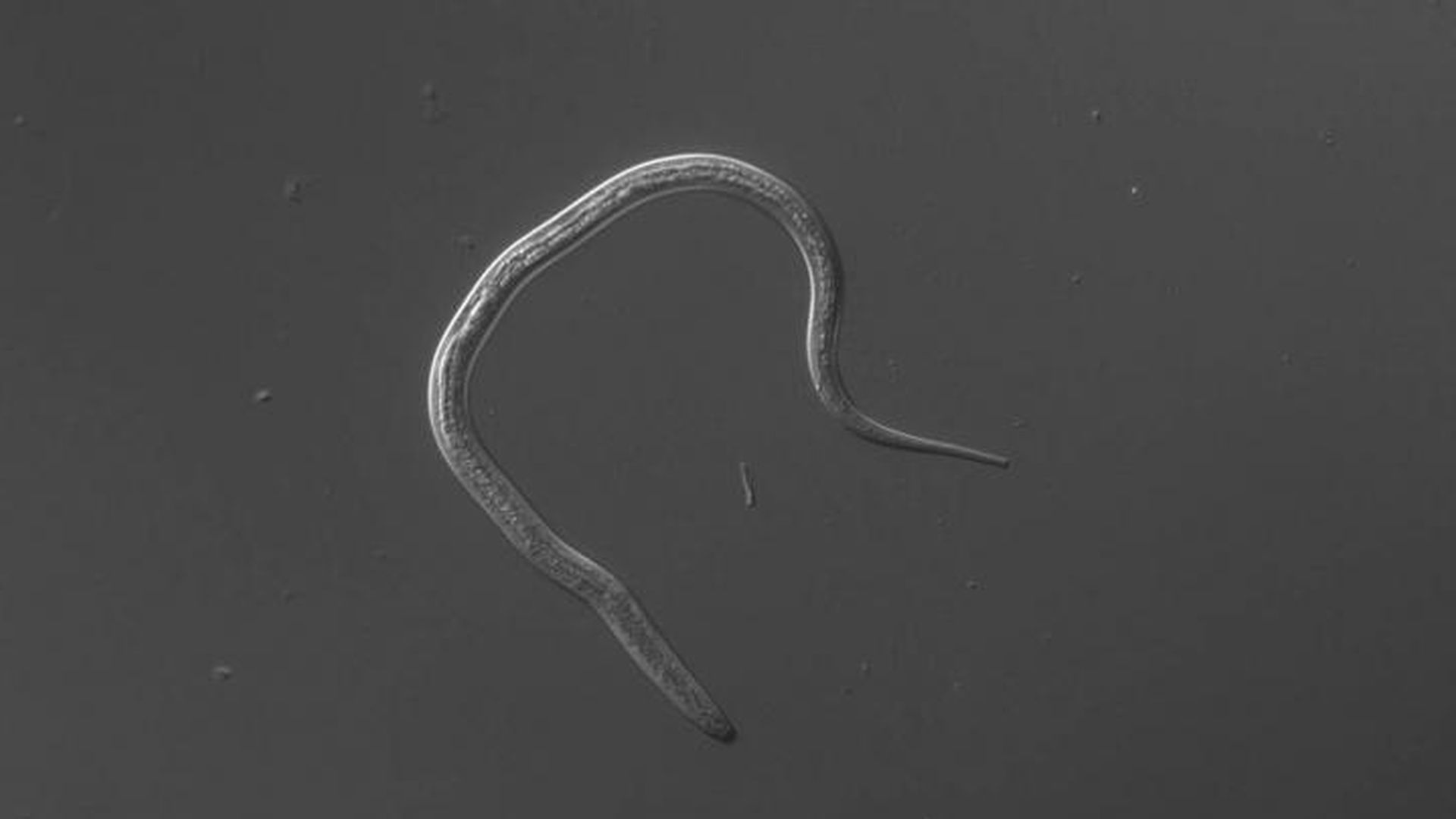 Finding a Lethal Parasite's Vulnerabilities | Infection Control Today