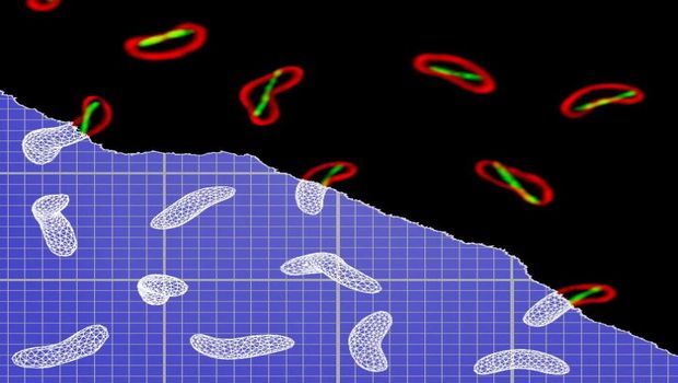 Cholera Bacteria Infect More Effectively With a Simple Twist of Shape ...