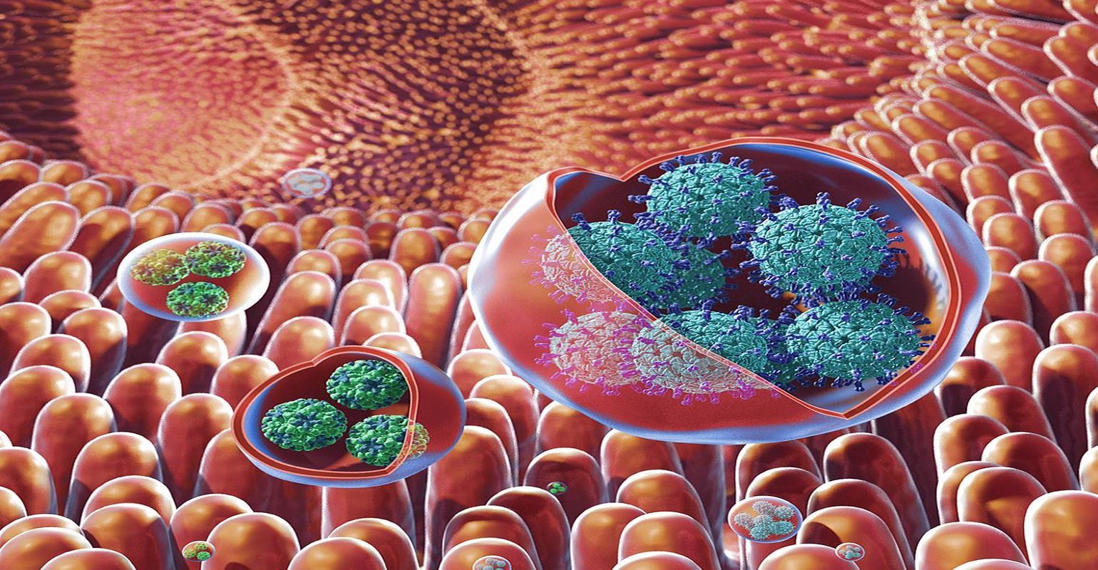 NIH Researchers Discover Highly Infectious Vehicle for Transmission of ...