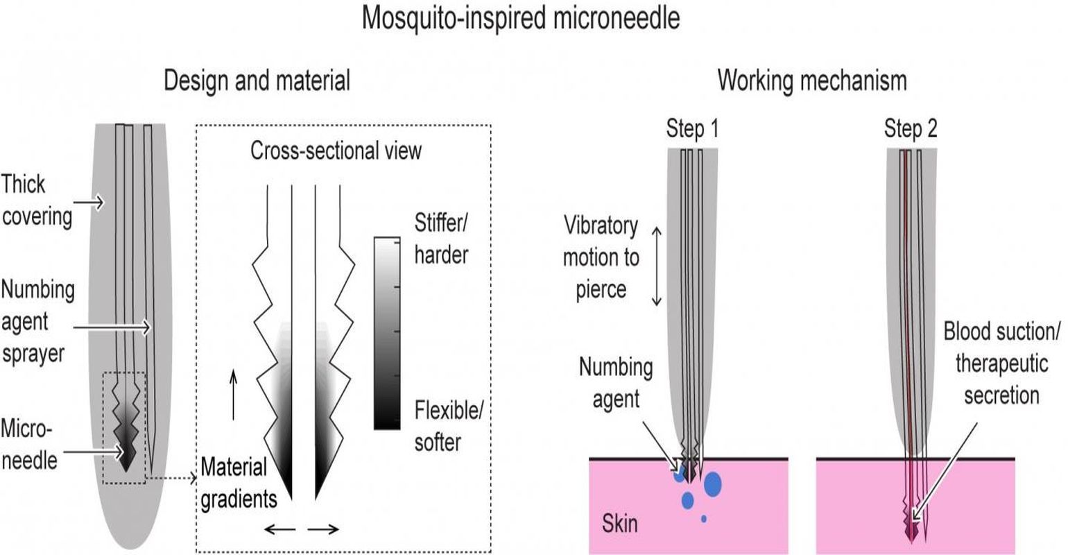 Looking to Mosquitos for a Way to Develop Painless Microneedles ...