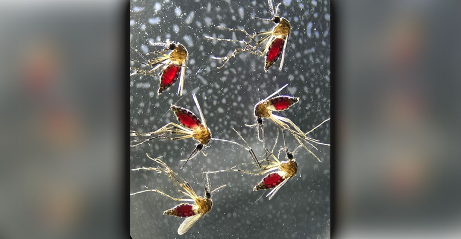 Mosquito Saliva Alone Triggers Unexpected Immune Response | Infection ...