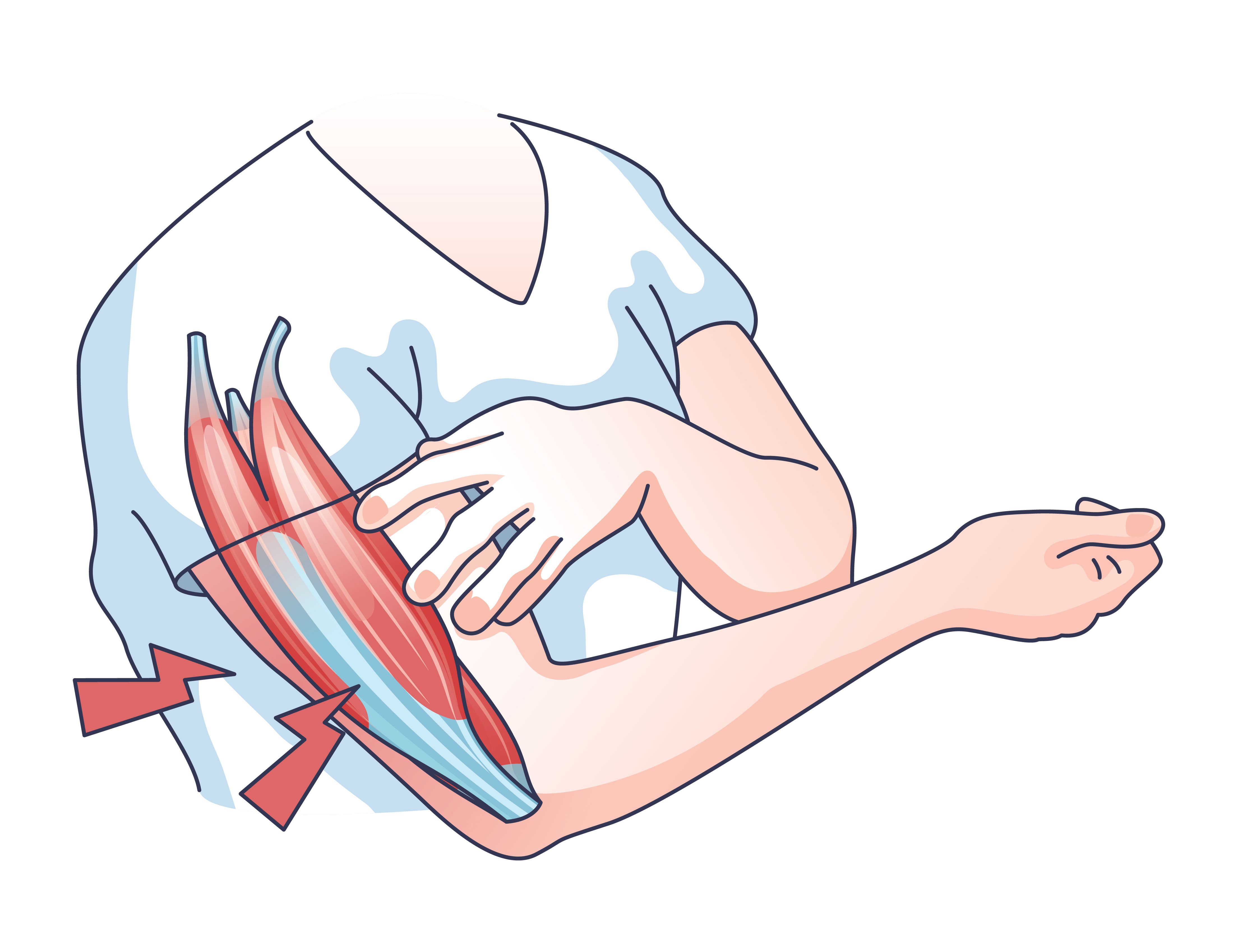 Newly Discovered Muscle-Inflammation Mechanism Could Yield DMD ...