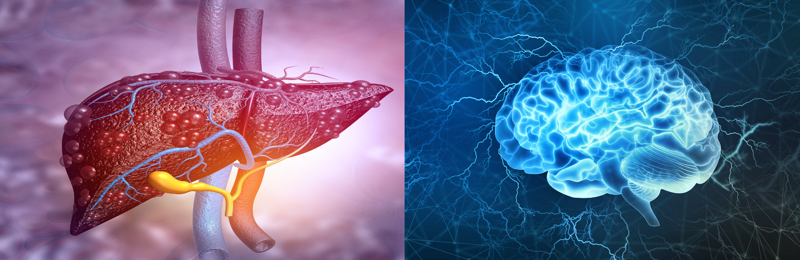 Yale Researchers Explore Liver-Brain Connection