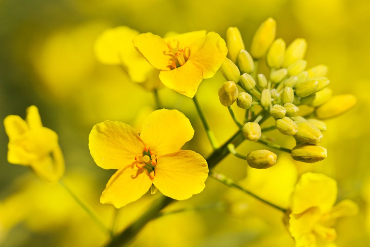 Burcon announces first commercial sales of its Puratein C canola ...