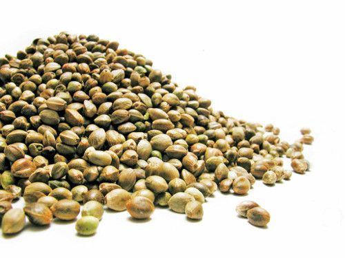 Cactus Botanics Launches New Plant Protein Powders