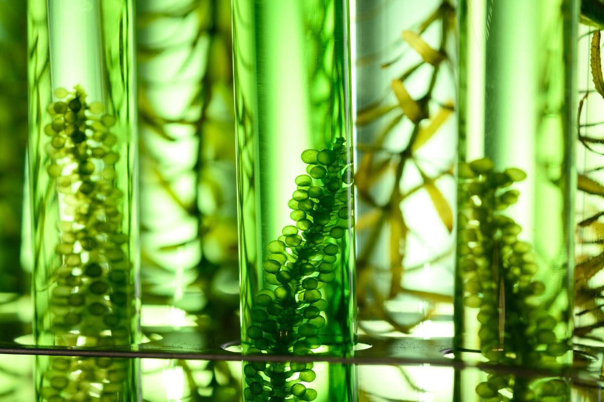 GC Rieber VivoMega expands omega-3 portfolio with launch of vegan DHA ...