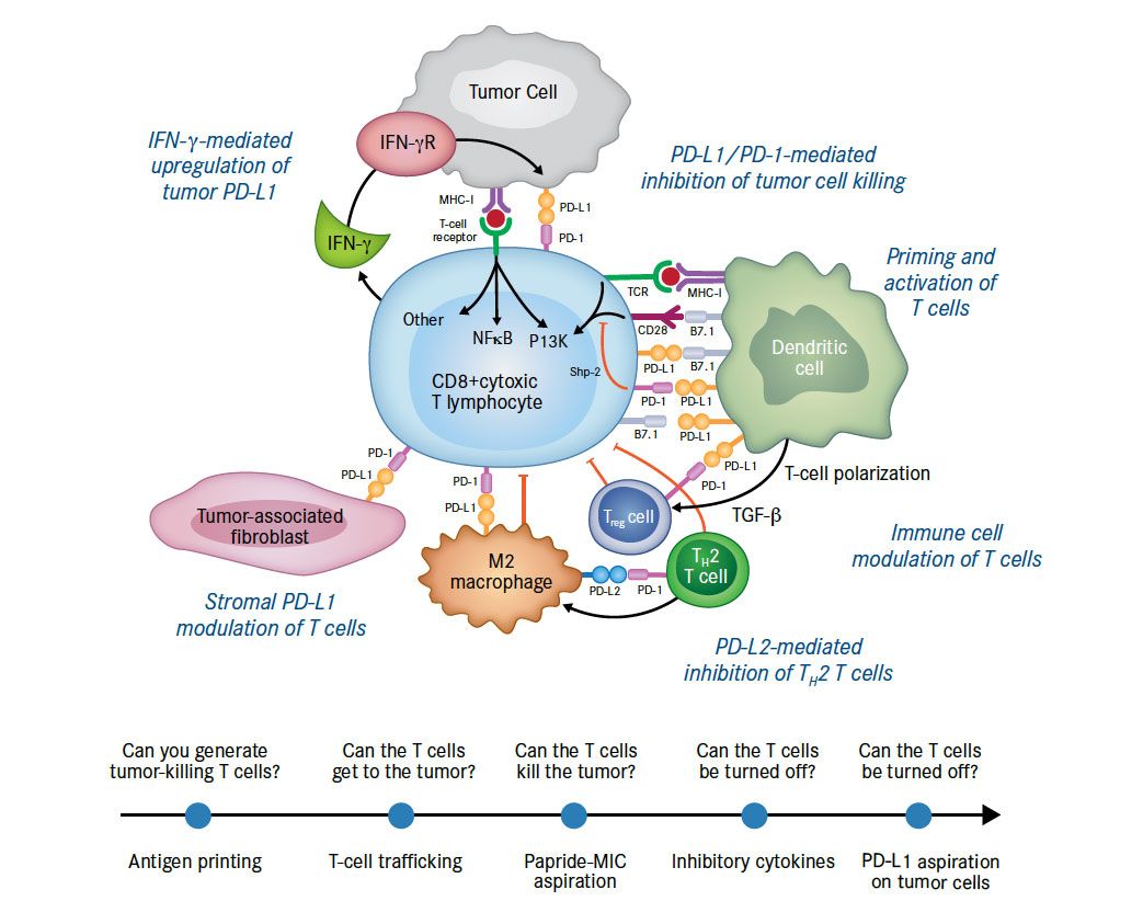 Role Of Anti Pd 1 Pd L1 Immunotherapy In Cancer