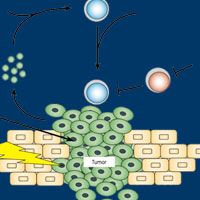 OX40 Agonists Forge a Path in Combination Immunotherapy