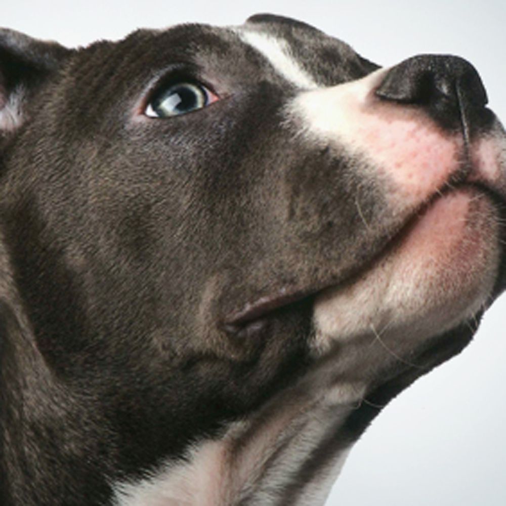 Canine Testing Underway for Cachexia Drug